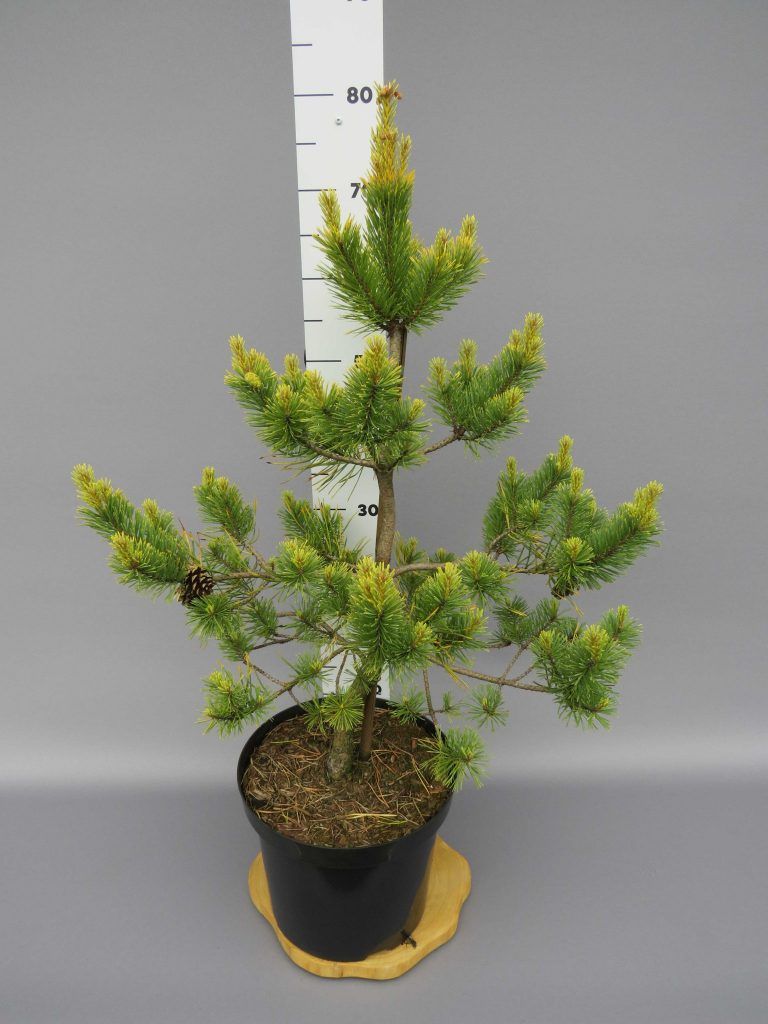 Pinus sylvestris ‘Aurea’ – Novarbo