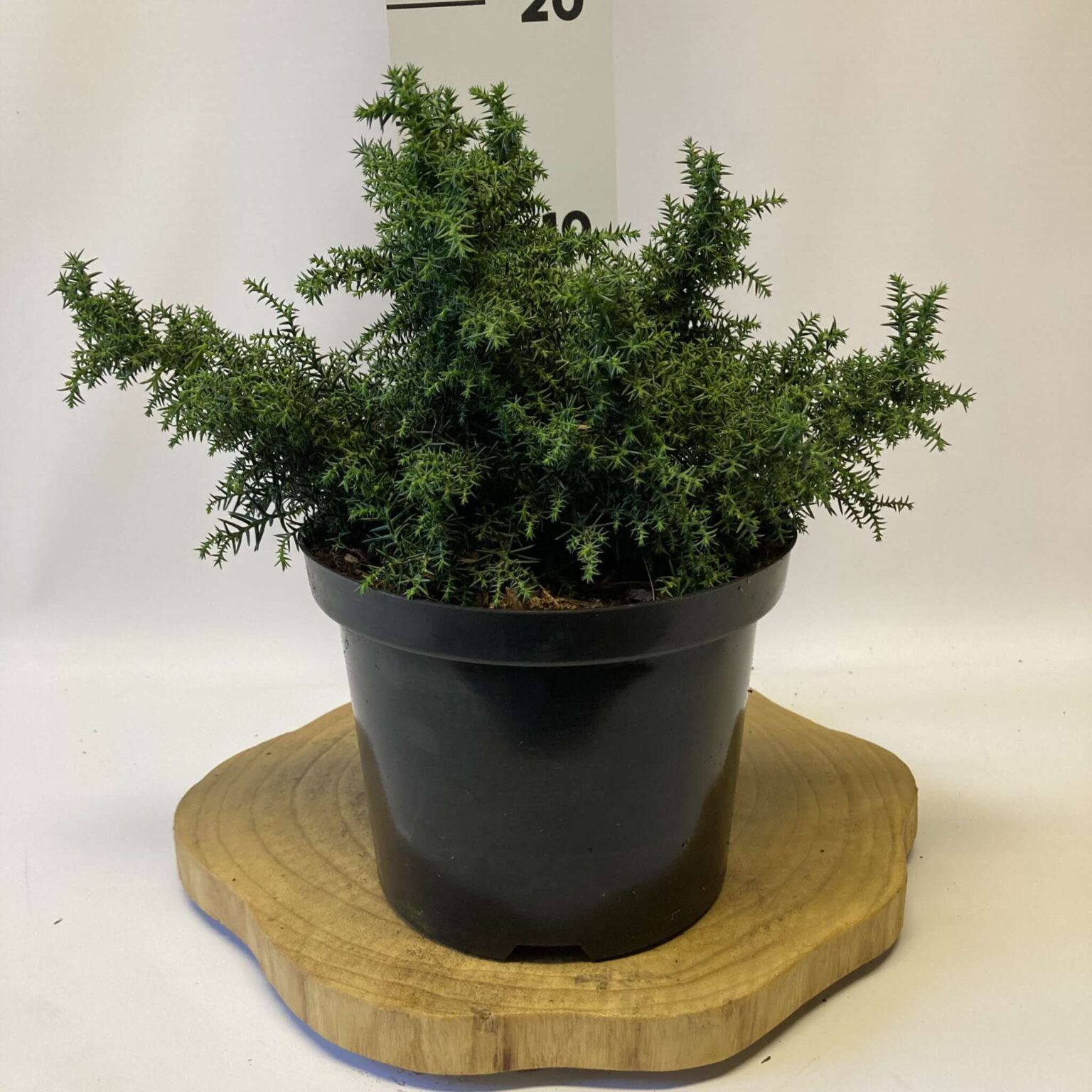 Cryptomeria japonica ‘Yokohama’ – Novarbo